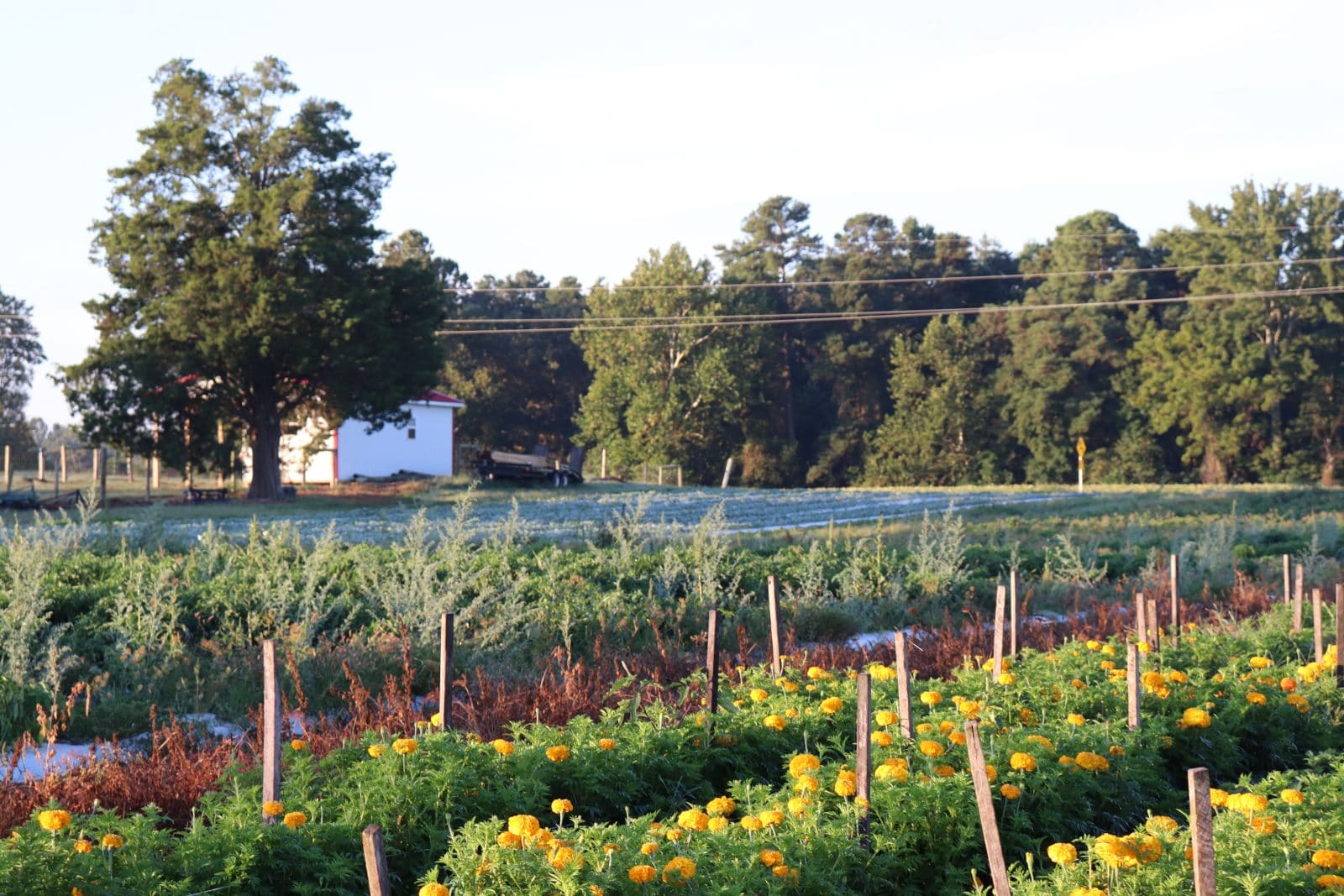 Flores Farm - Seasonal Roots