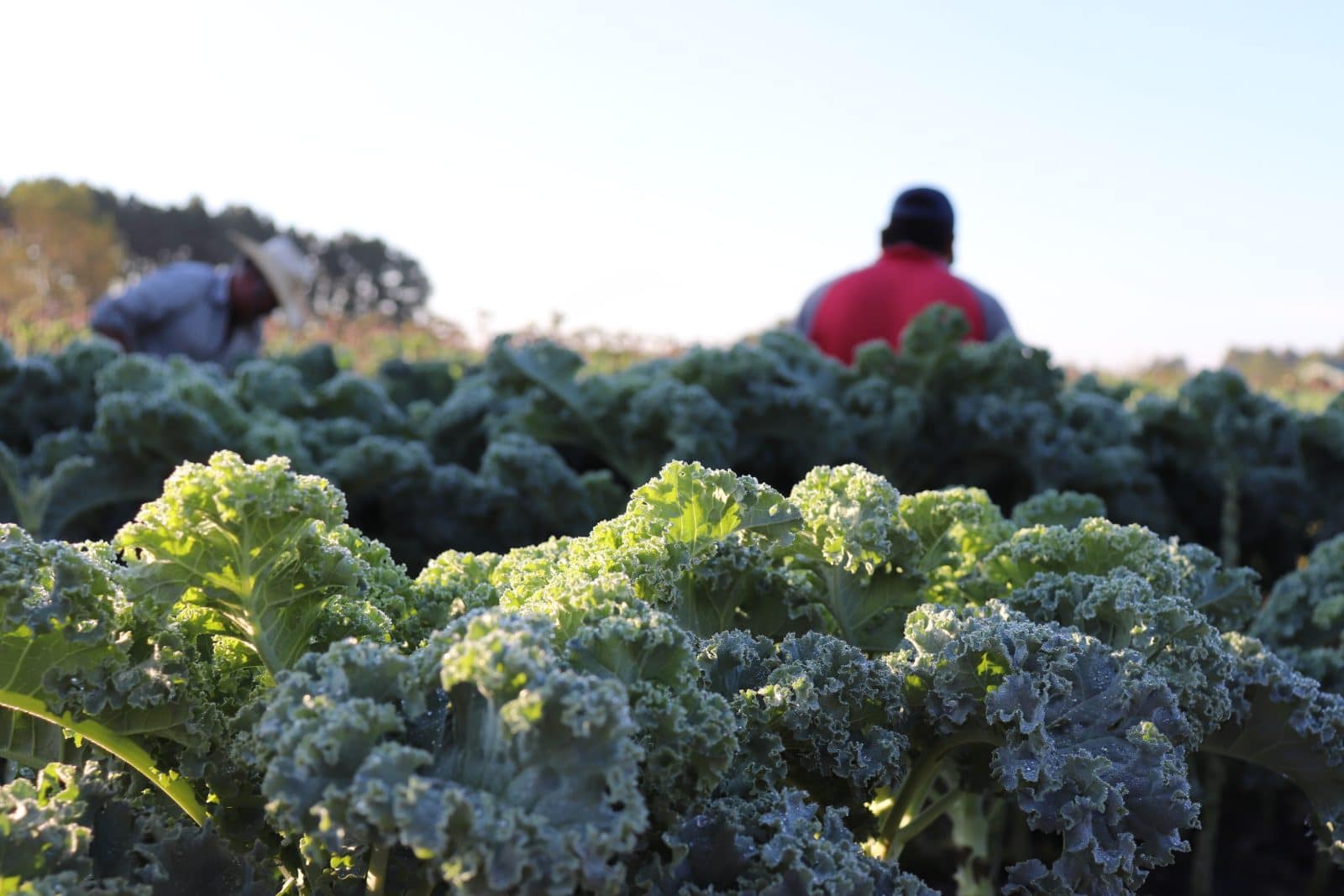 Flores Farm - Seasonal Roots