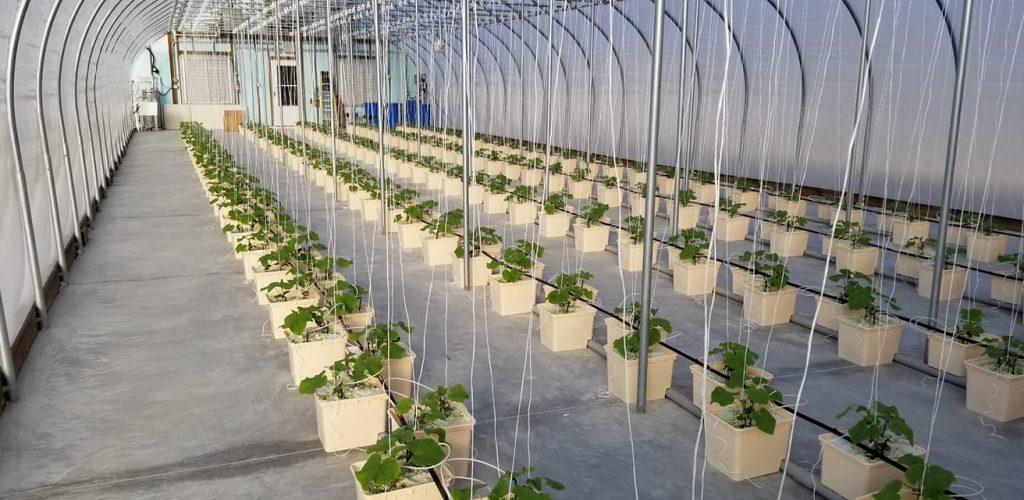 Sion House Farm - Seasonal Roots