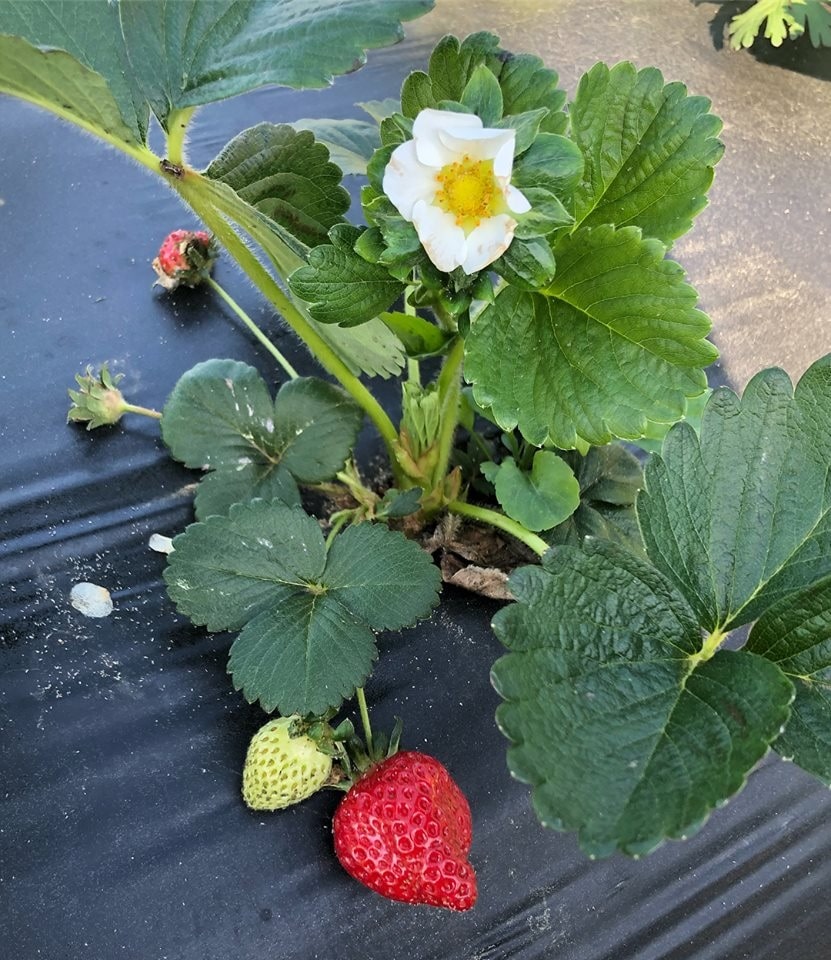 Agriberry - Seasonal Roots