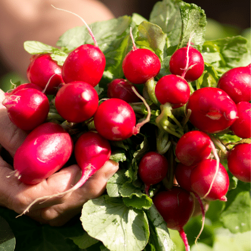 Garlic Roasted Red Radishes - Seasonal Roots