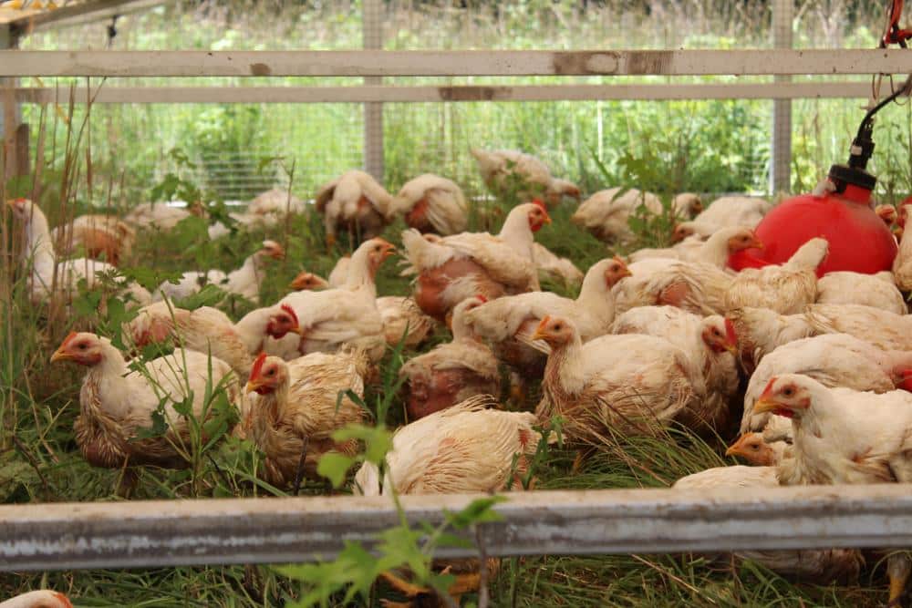 Farmer Spotlight: Spring Creek Meadow Farm - Seasonal Roots